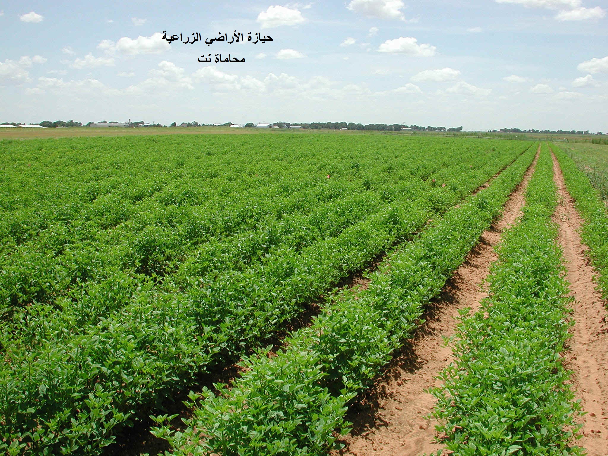 الحد الأقصى لحيازة الأراضي الزراعية في القانون المصري - استشارات ...